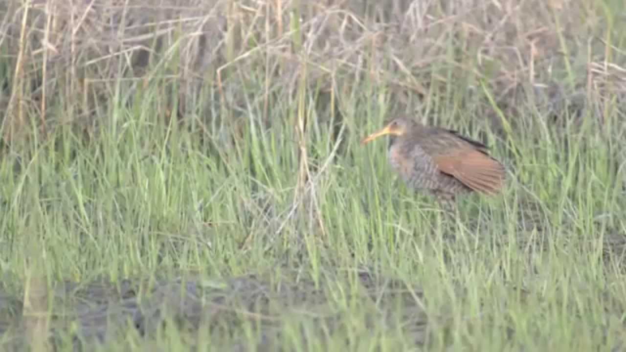 Clapper Rail displaying/stretching at dawn, May 2014, New Jersey - YouTube