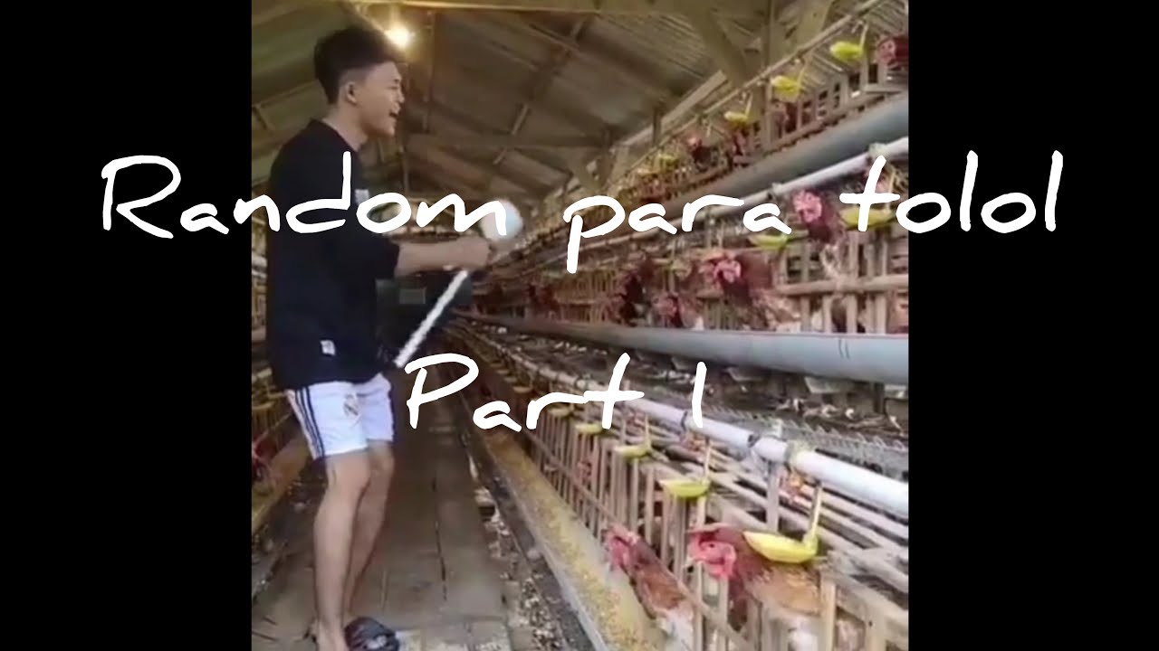 RANDOM PARA TOLOL - ASUPAN MEME TERBARU 2020 - PART 1 #dirumahaja - YouTube