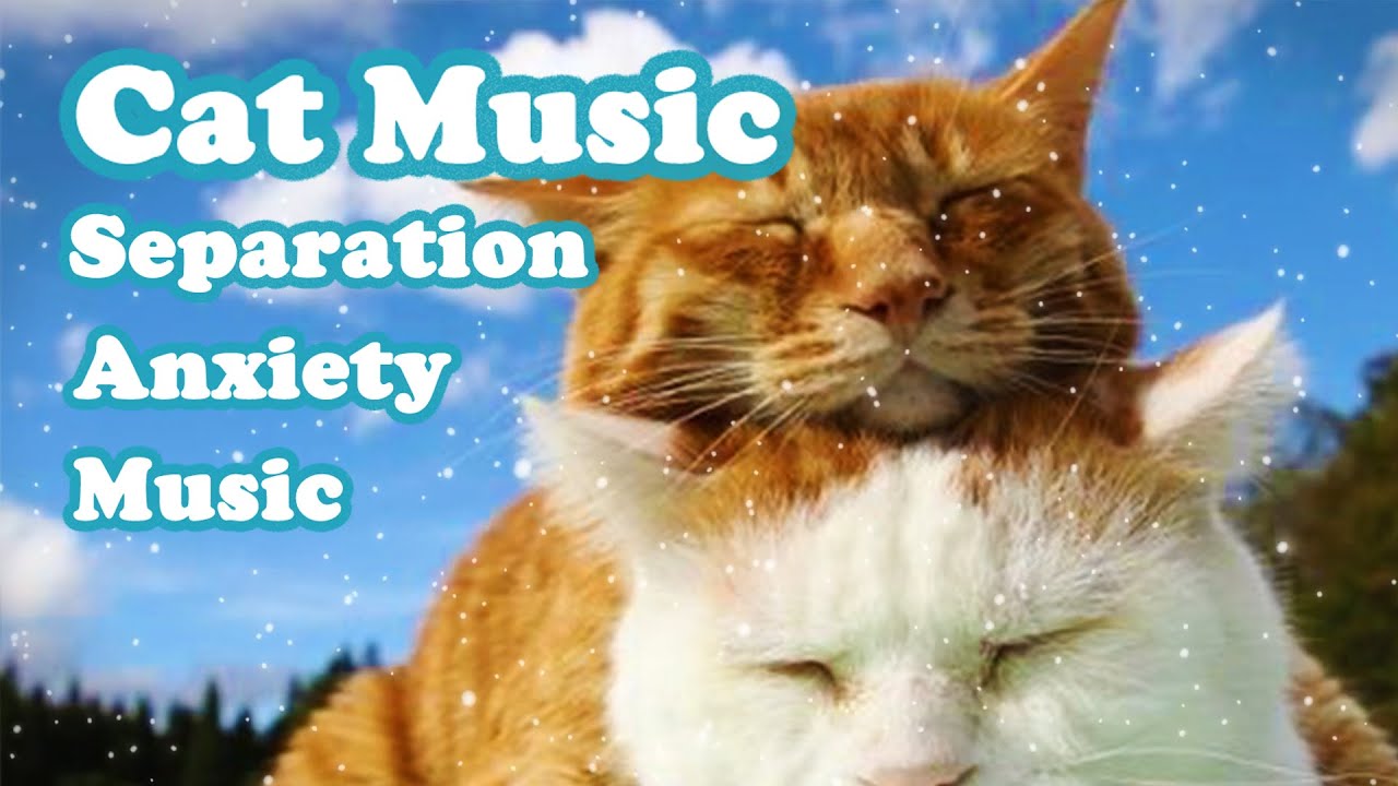 Relaxing Cat Music: Melodies that Soothe and Heal Purring Souls.sleep ...