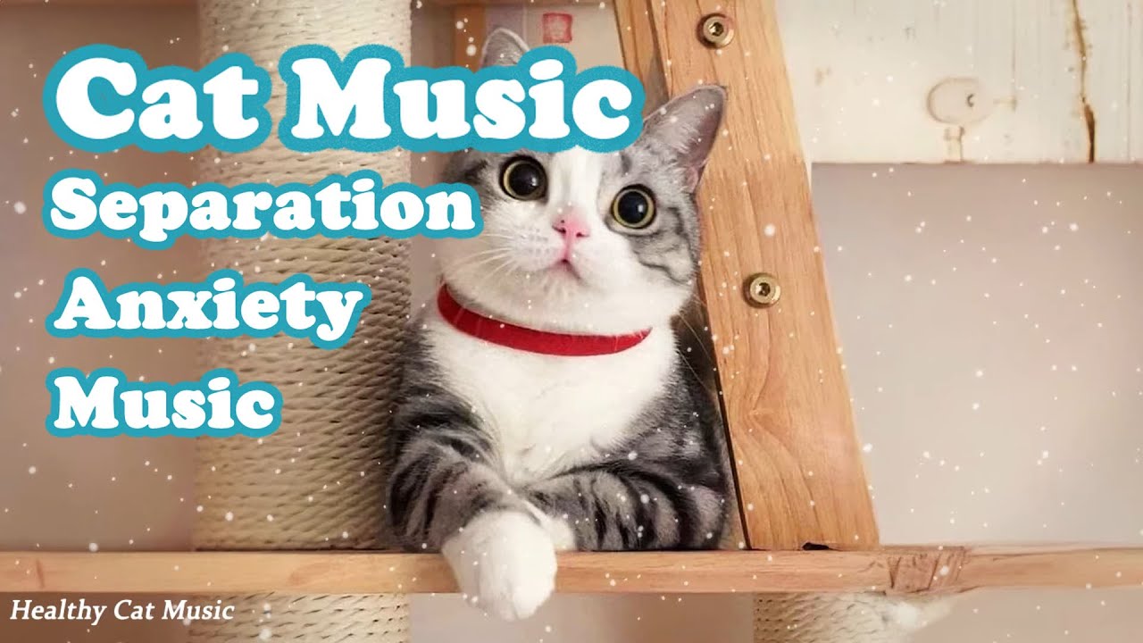 Cute Kitten Song! Calm Down Your Hyper Kitten with Relaxing Sleep Music for Kittens! Over 3 ...