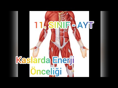Destek ve Hareket Sistemi - 5 /Kaslarda Enerji Önceliği (AYT Biyoloji-11.Sınıf Biyoloji