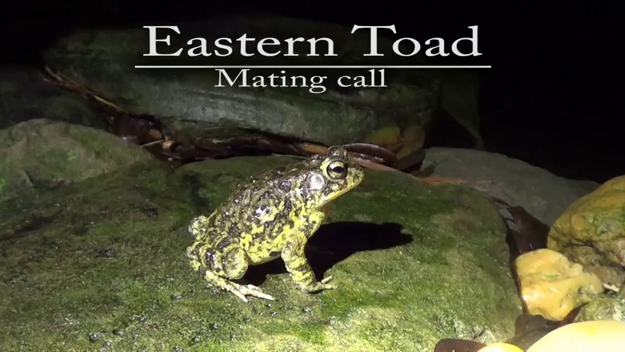 Love in our pond / Toads mating calls - YouTube