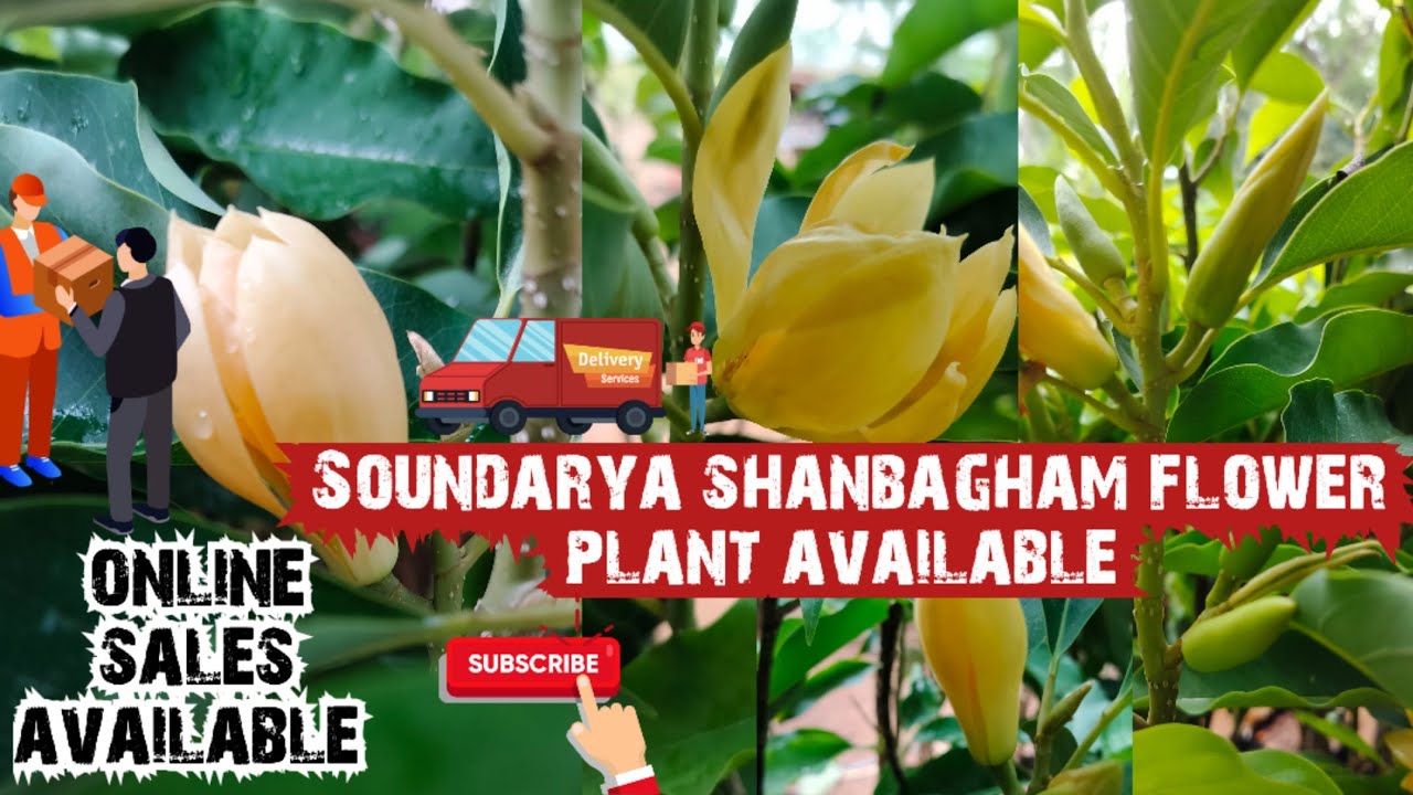 Soundarya shenbagam flower plant available #garden #flowers #rare # ...