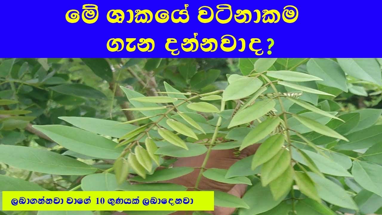 Gahakola - මෙන්න සුපිරිම පොහොරක් | Natural fertilizer for plants ...
