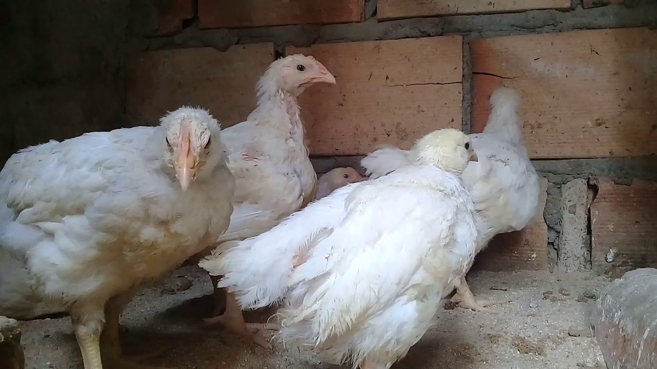 Vale a pena criar frango de granja?veja - YouTube