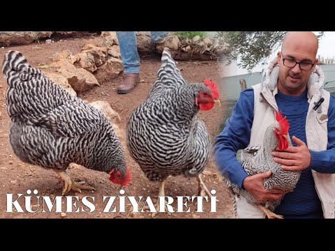 kümes ziyareti amrock tavuklar