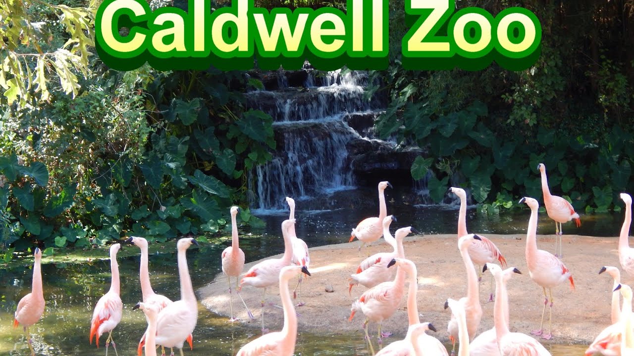 Caldwell Zoo Tyler Texas most interesting Tour Adventure - YouTube