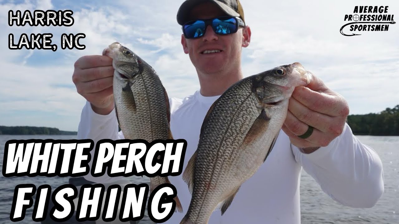 The BEST LURES for WHITE PERCH FISHING! Epic day on Harris Lake, North ...