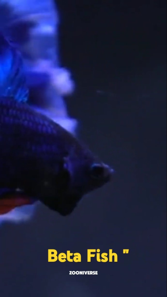 The Most Popular Fish In The World | #1million #fish #fly #mostpopular ...