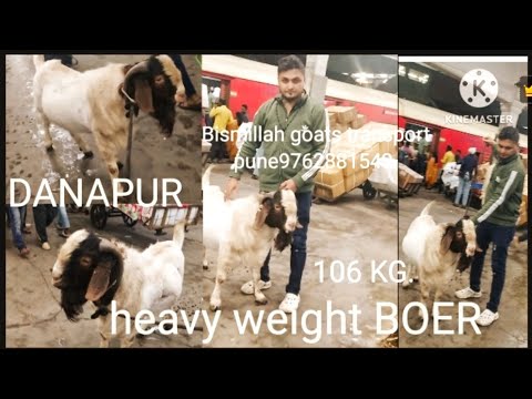 BIG SIZE boer goat 106 KG #Bismillah goats transport pune #9762881543 ...