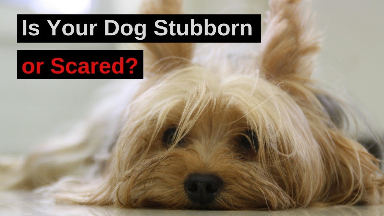 Is Your Dog Stubborn or Scared? Understanding Dog Body Language Shi Shi ...