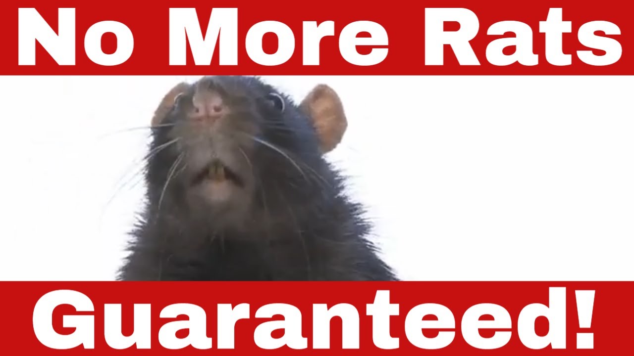 How to Get Rid of Rats Naturally - Simple & Effective Home Solutions ...