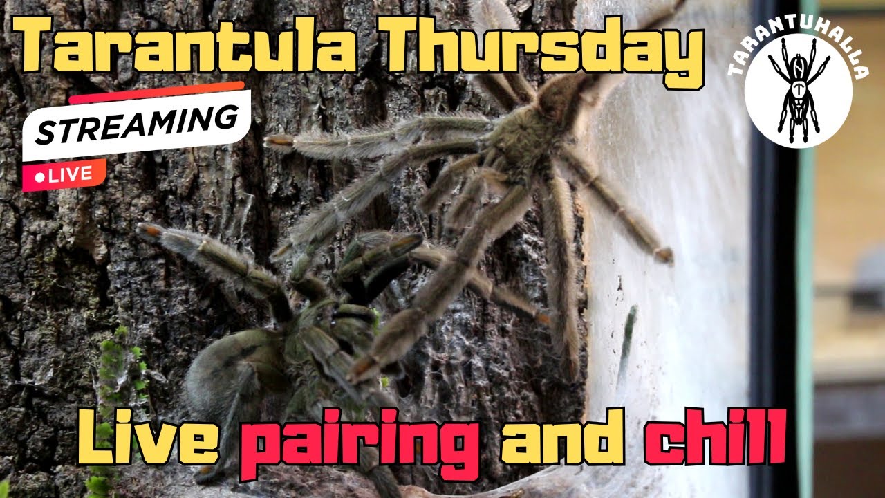 Tarantula Thursday - Tarantula pairing and chill - YouTube