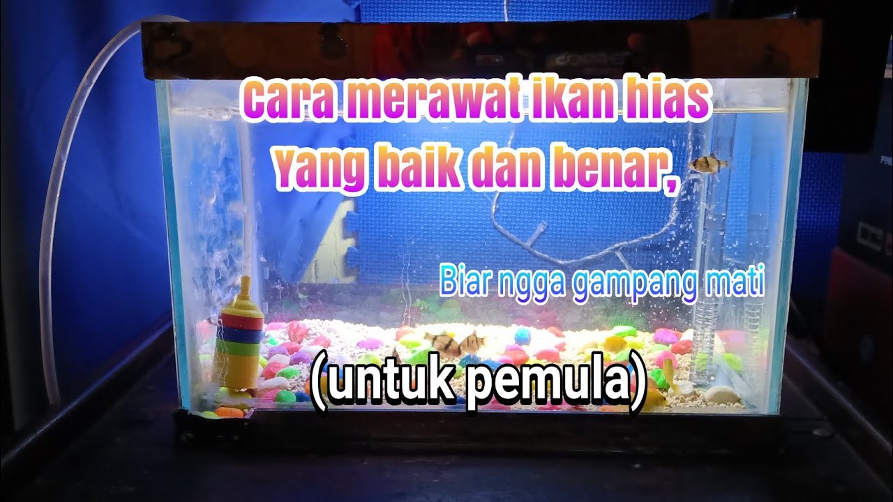 CARA MERAWAT IKAN HIAS,YANG BAIK DAN BENAR.(untuk pemula) - YouTube