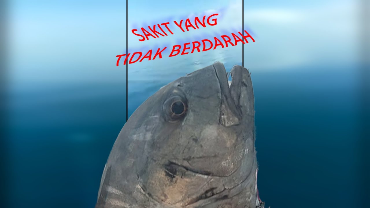 Broken Heart.. bloody fish makes headace wonderful silence , FISHING ...