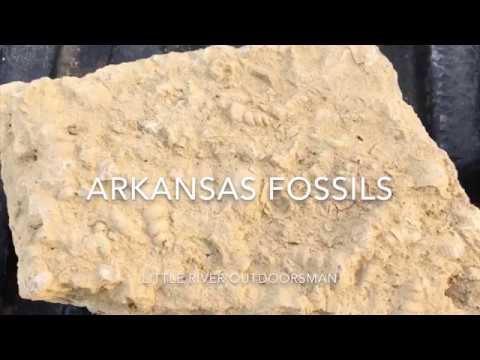 Arkansas Fossils - YouTube