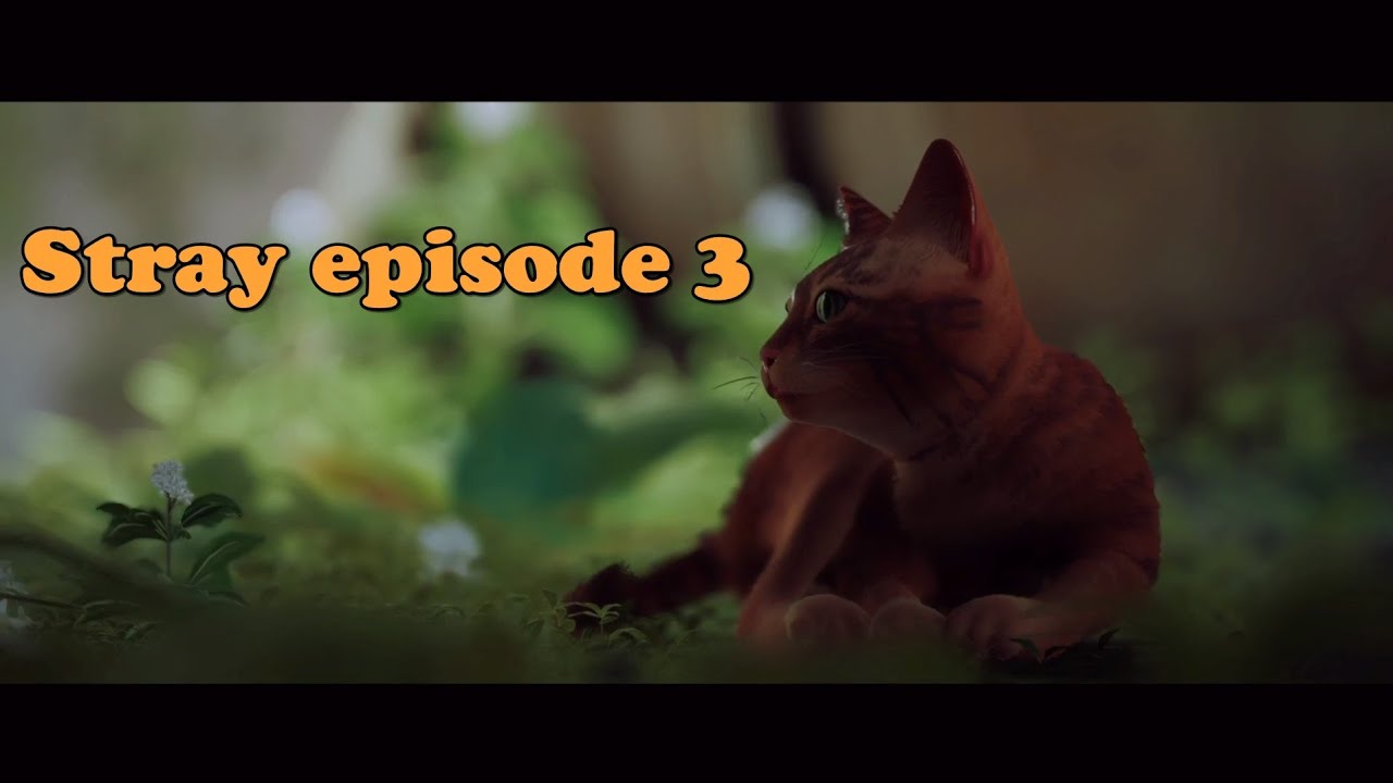 Taking the fight to the Zurks | Stray | episode 3 | playthrough | - YouTube