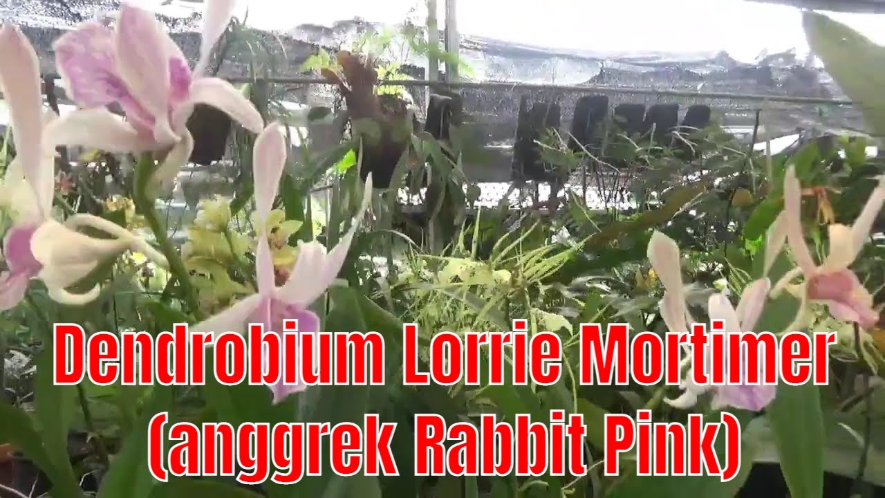 Dendrobium Lorrie Mortimer lebih terkenal dengan julukan anggrek Rabbit ...