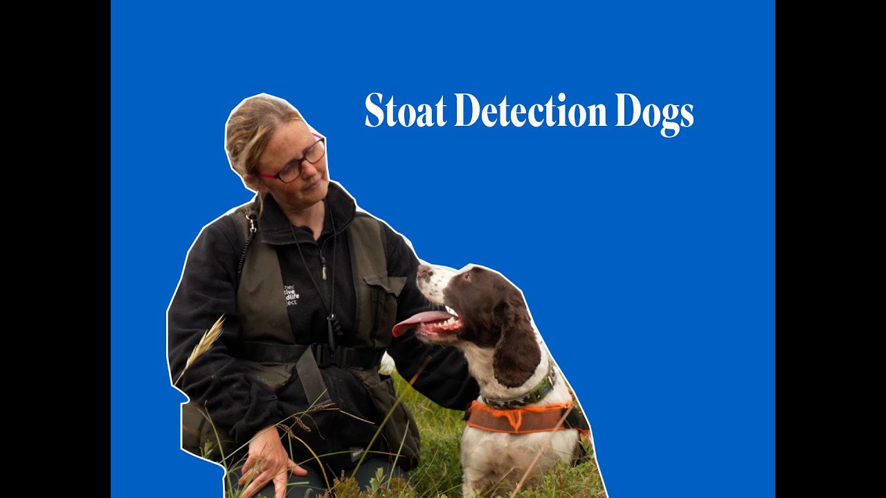 How Stoat Detection Dogs are helping native wildlife in Orkney - YouTube