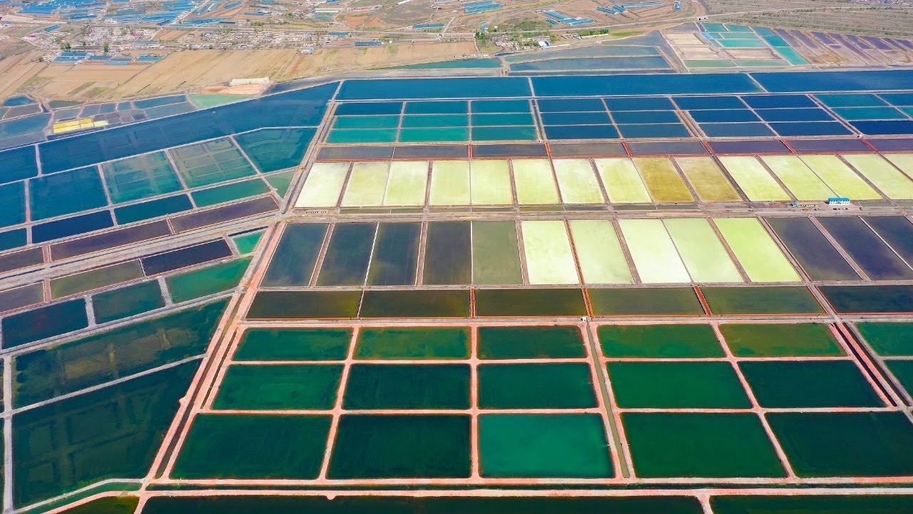 Live: How sea salt is harvested the traditional way in NE China's ...