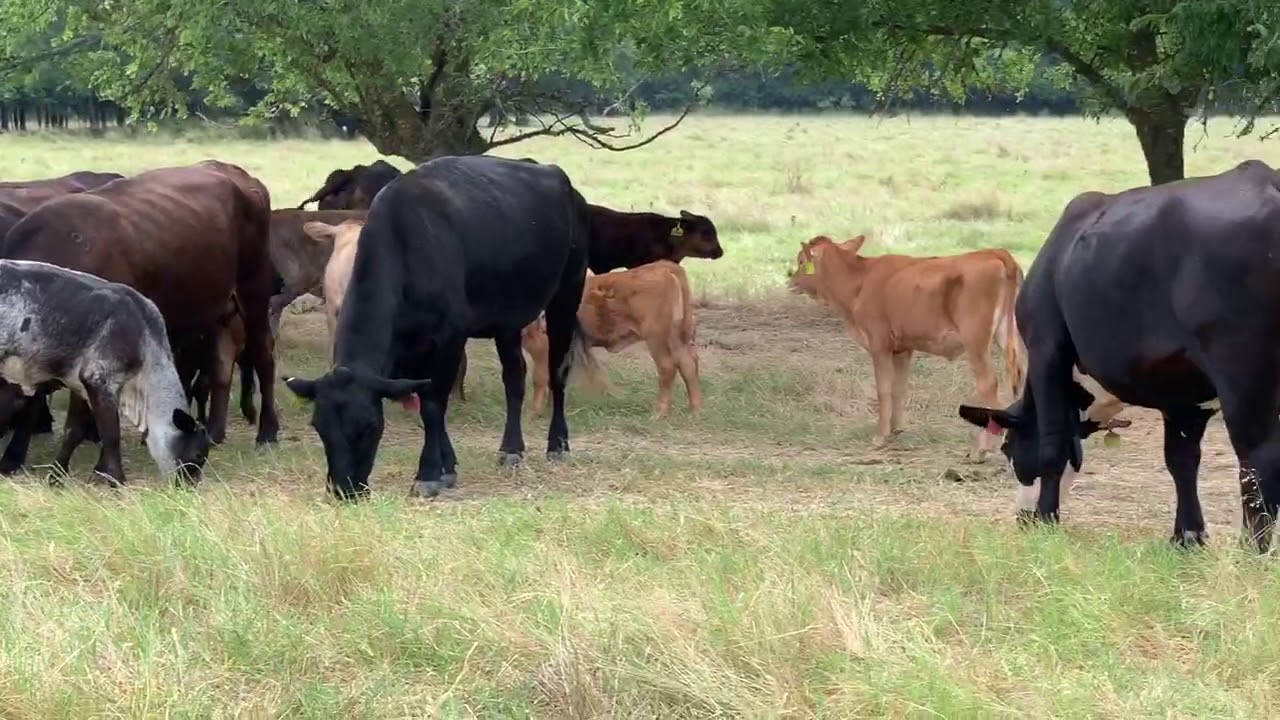 44 Angus, Brangus and Black Motley Face pairs, #0630 | Cattle for sale ...