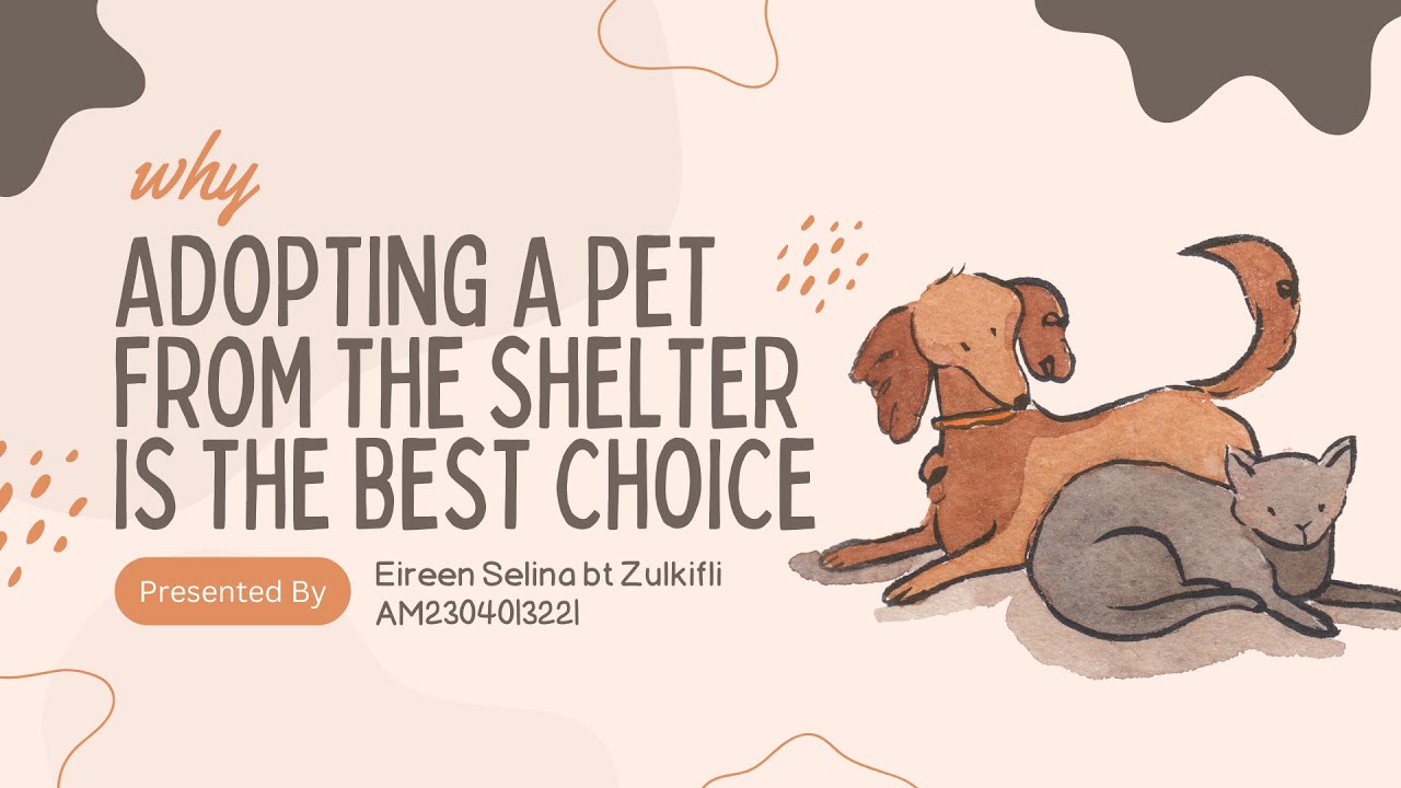 Why Adopting a Pet From The Shelter is the Best Choice - Persuasive ...