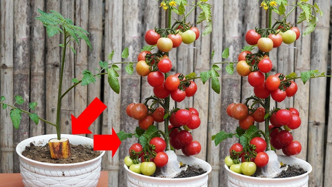 Grow Tomatoes Like This And Watch Your Harvest Explode Insane Results! - YouTube