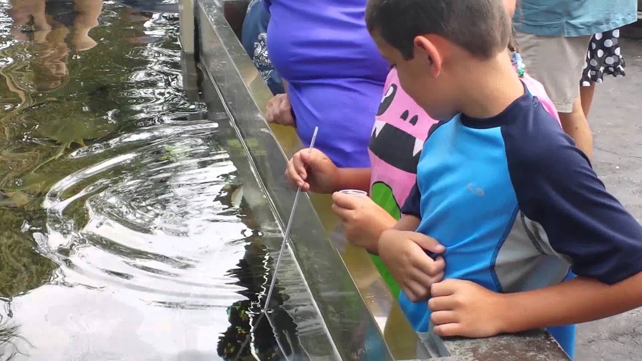 Attack of the mad stingray. - YouTube