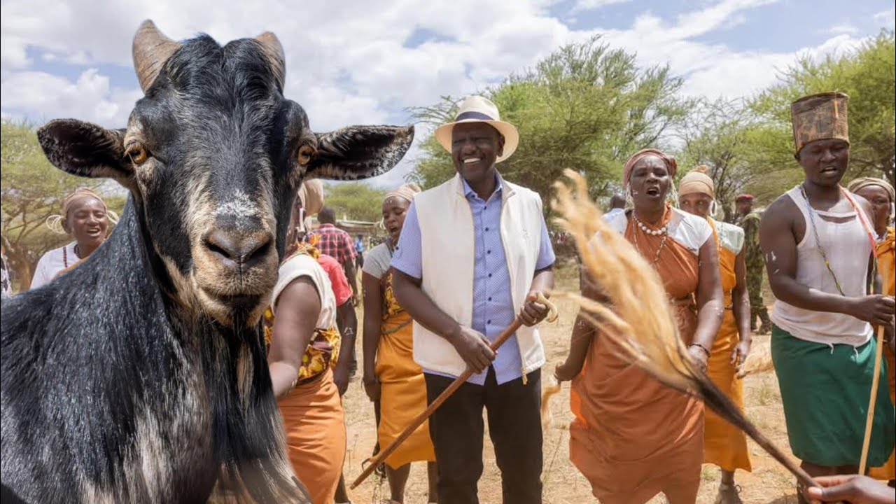 KSH 64 MILLION! Ruto,Top Leaders Buy Millions Worth of Goats At The Kimalel Goat Auction in ...