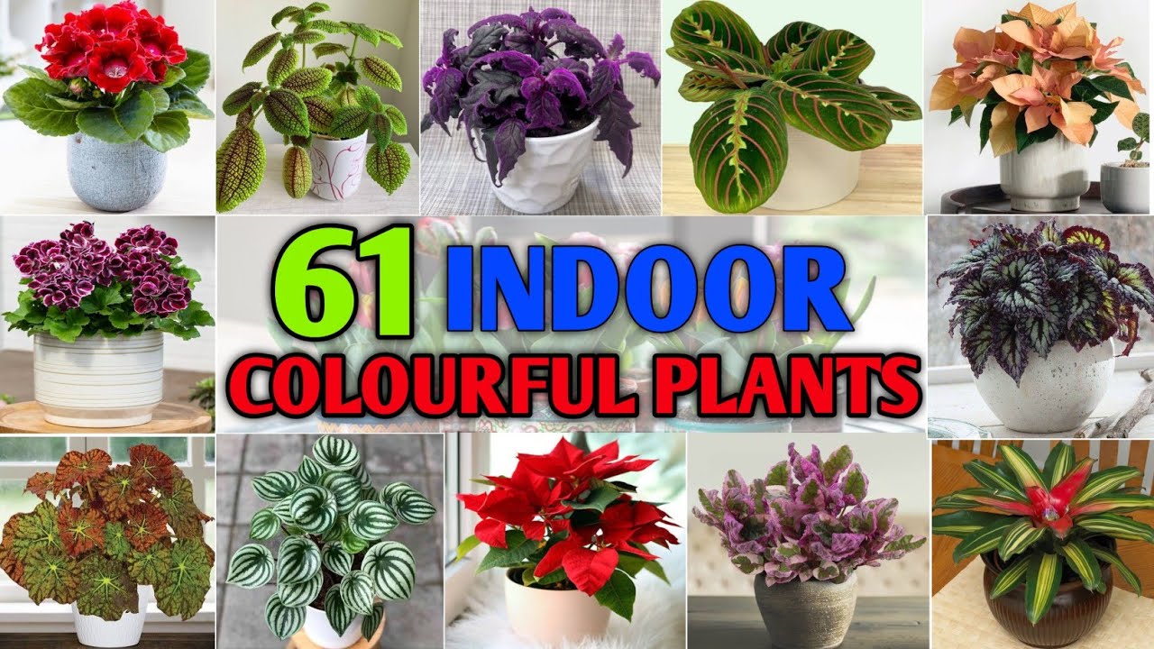 61 Indoor Colourful Houseplants | Indoor Colourful Plants with names ...