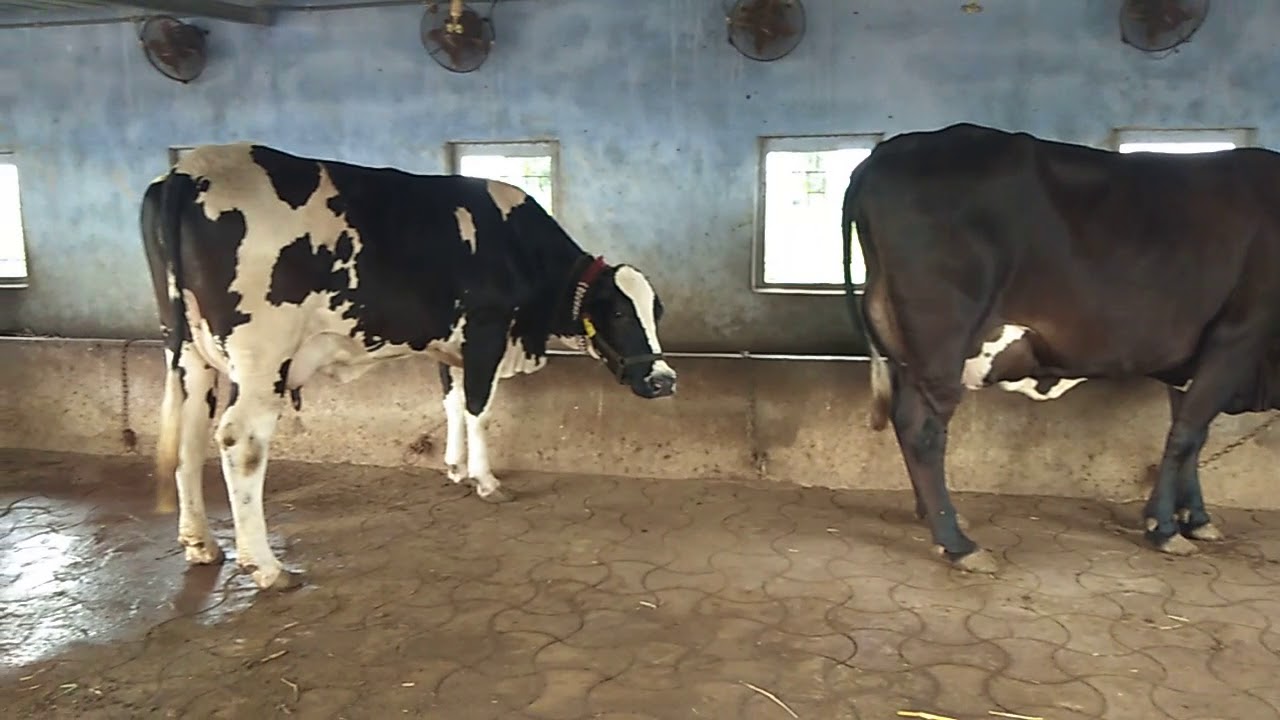 High quality gir cross hf cow - YouTube