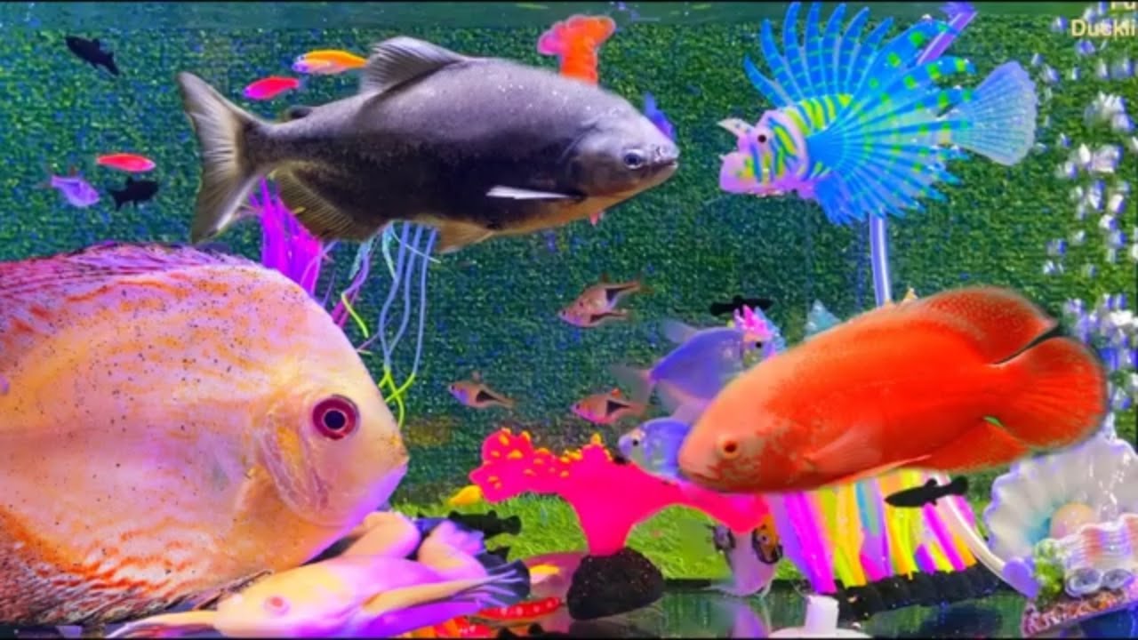 Put The Fish In The Tank, Baby Cute Animals Video, DIY Aquarium ...