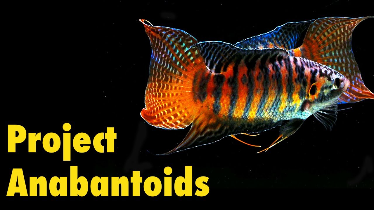 Project Anabantoids - Enter to Win Free Betta Supplies and Artwork ...