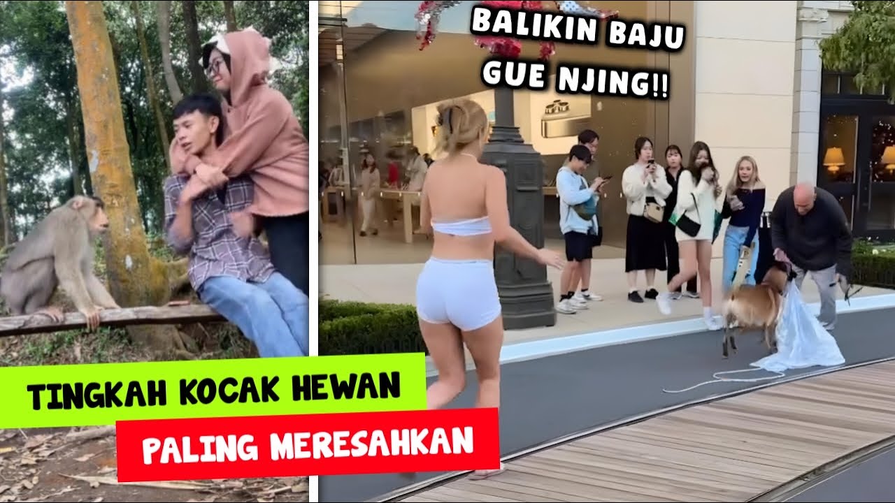 Emang Dasar Anjing..!! Inilah Kumpulan Tingkah Kocak Hewan Paling ...
