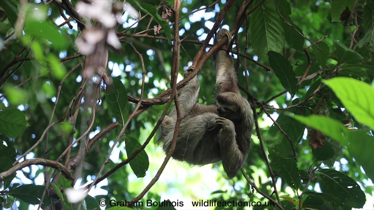 A slow three-toed sloth scratching almost every part of its anatomy ...