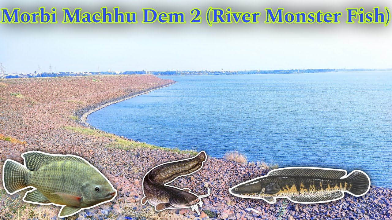 Morbi Machhu Dem 2 (River Monster Fish) #riverfish #viralvideo #vlogs # ...