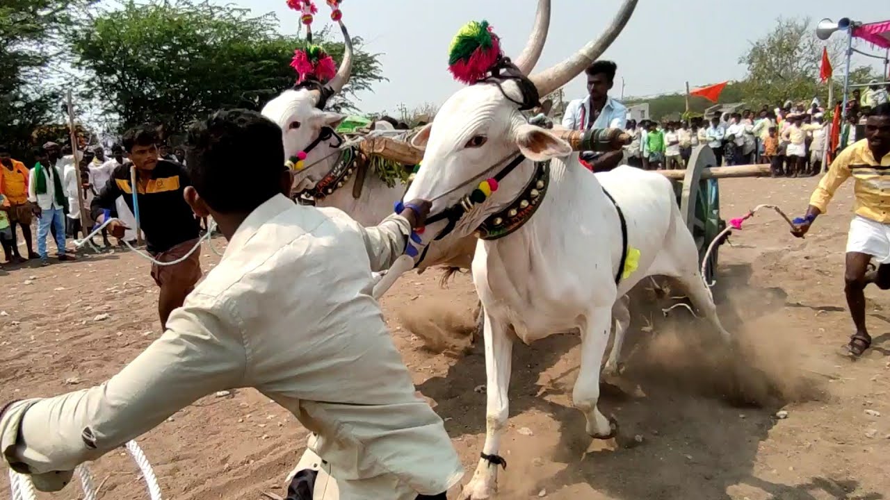 Biggest Size Khilar Bulls Karnataka // 2022 Madigiri Race - YouTube
