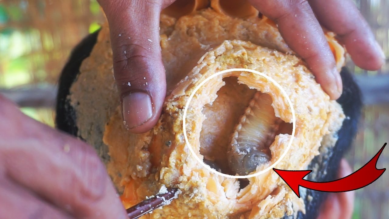 OMG King Worms!! Unique Worm Hole In The World You Never See Removal ...