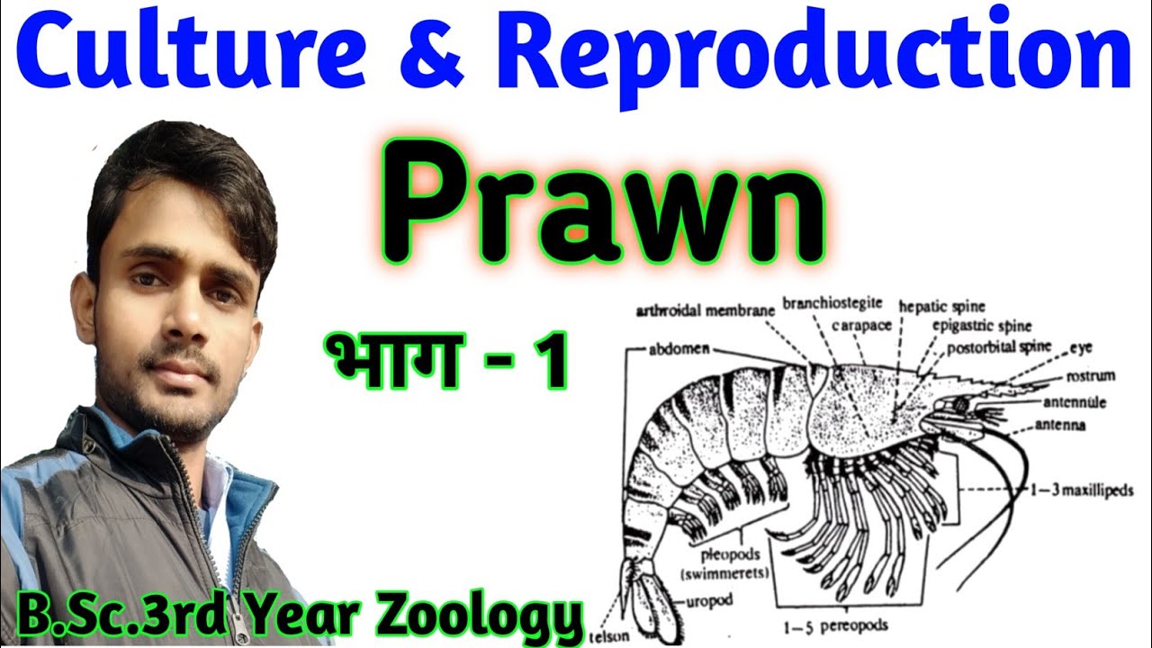 Culture & Reproduction of Prawn | B.Sc.- 3rd Year | Zoology| by ...