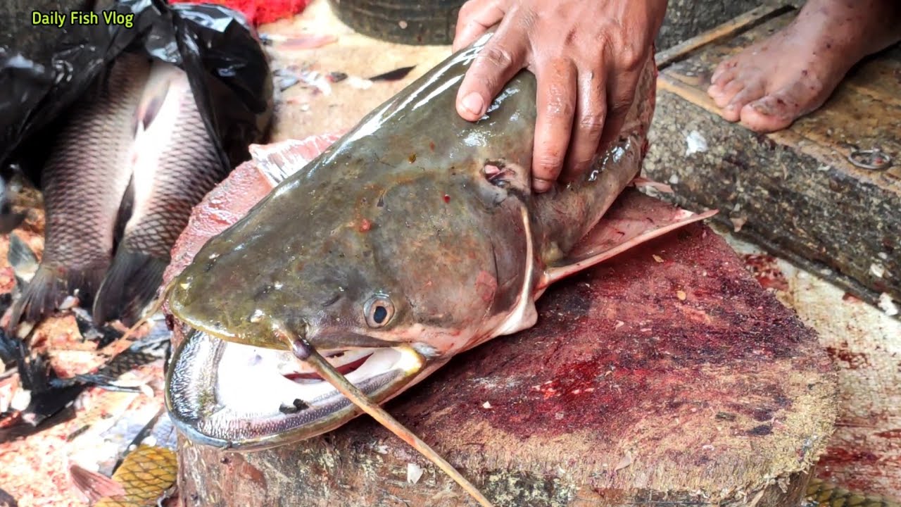 How To Collect Boal Fish Egg!!! Amazing Big Size Boal Fish Cutting By ...