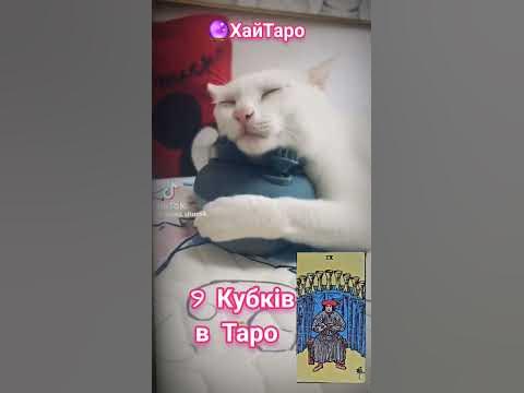 Кайф I Кіт і масажер I 9 Кубків в Таро - YouTube