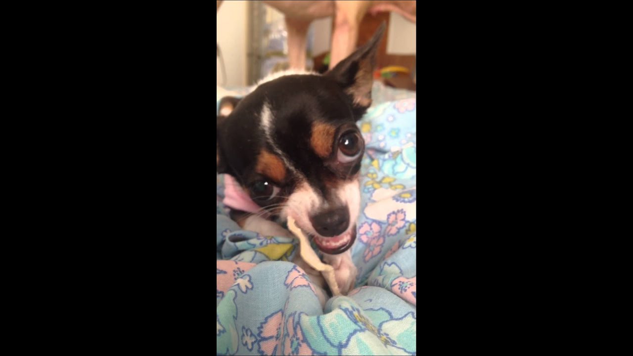 Chihuahua with rabies. - YouTube