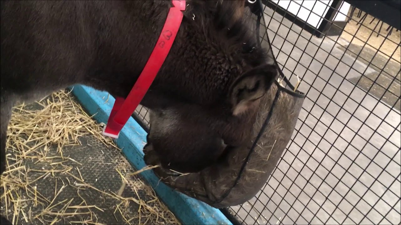 Donkey Sanctuary Birmingham & Manchester Sept 2019 to Dec 2019 - YouTube