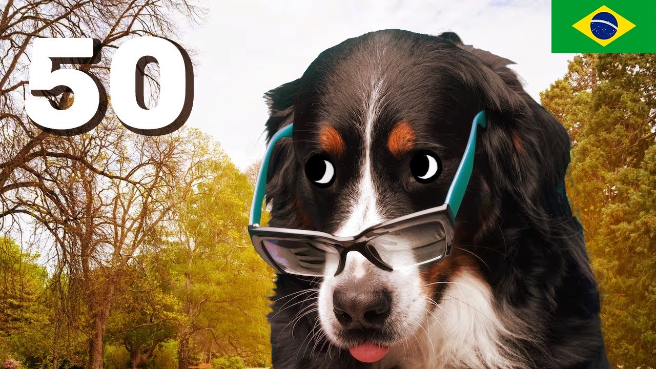 50 Fatos Incríveis Sobre CACHORROS - YouTube