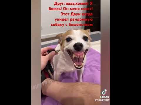Друг и собака - YouTube