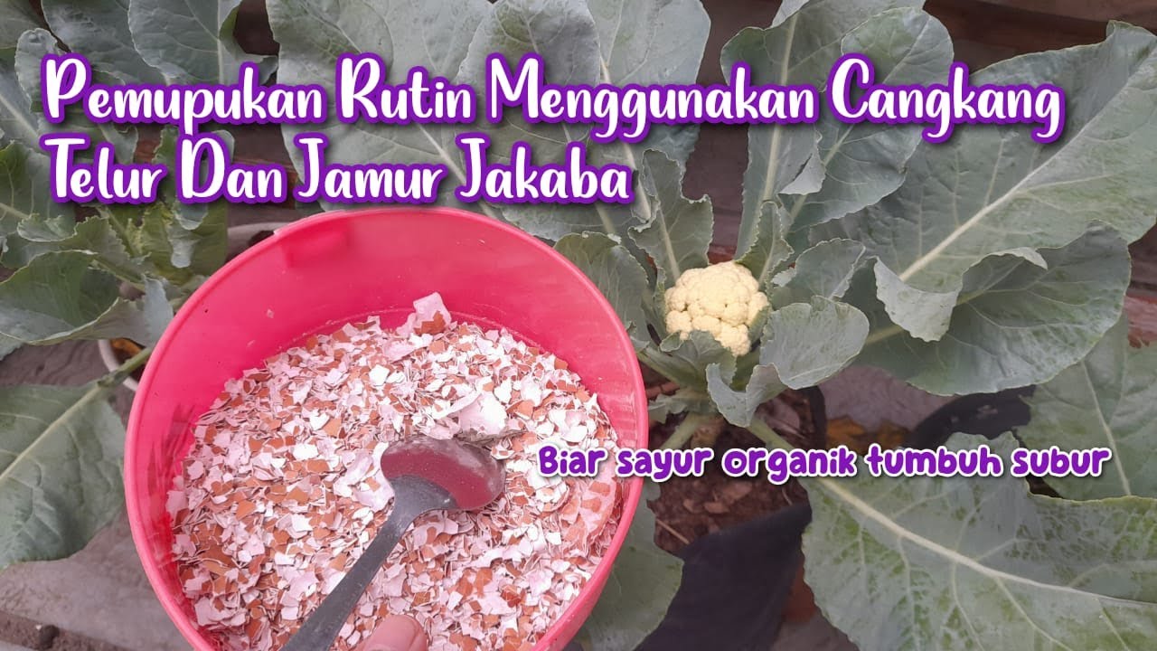 Pemupukan Rutin Sayur Organik Menggunakan Cangkang Telur Dan Jamur ...