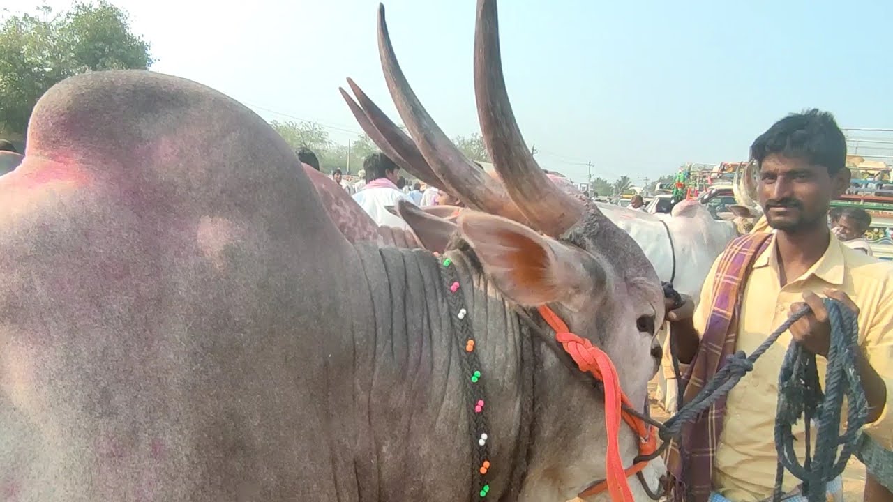 Pattikond Maharashtra Khilar Bulls - YouTube