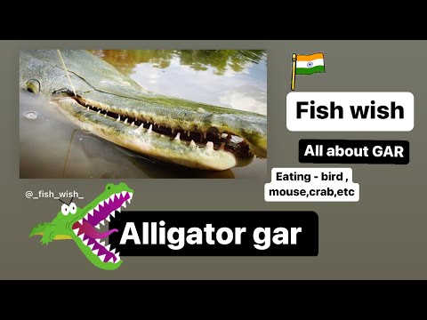 Alligator gar | care of alligator gar | live feeding to gar | all about ...