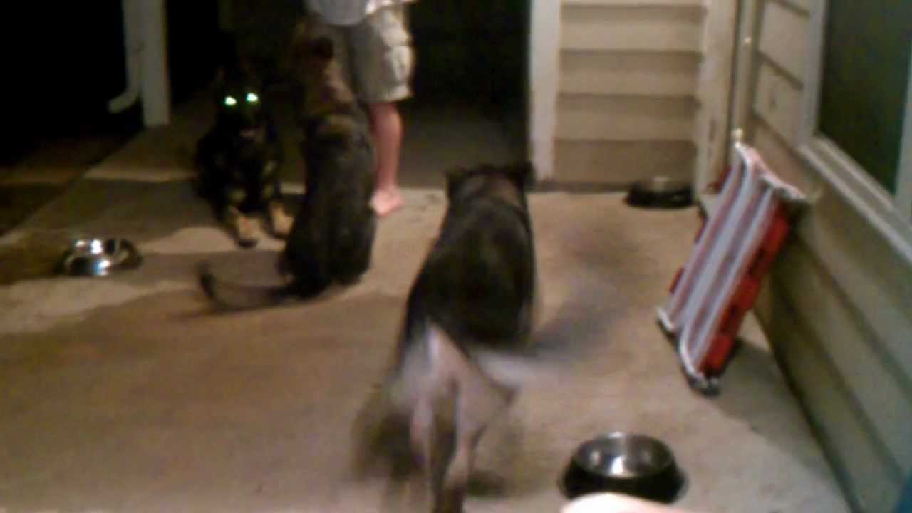 BAD DOGS!! German Shepherds Being Scolded - YouTube