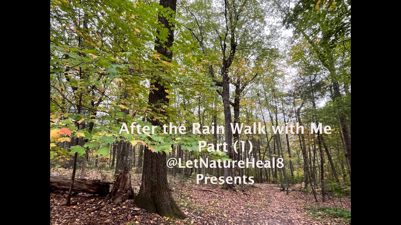 🌦 After the Rain Walk Part 1 | Fresh Forest Trail, Calm Nature Sounds ...
